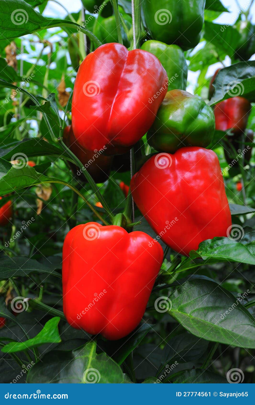 Sweet Pepper, Cooking Raw Material Stock Image - Image of group ...
