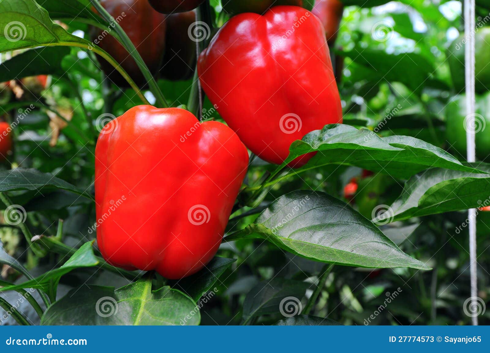 Sweet Pepper, Cooking Raw Material Stock Image - Image of nutritious ...
