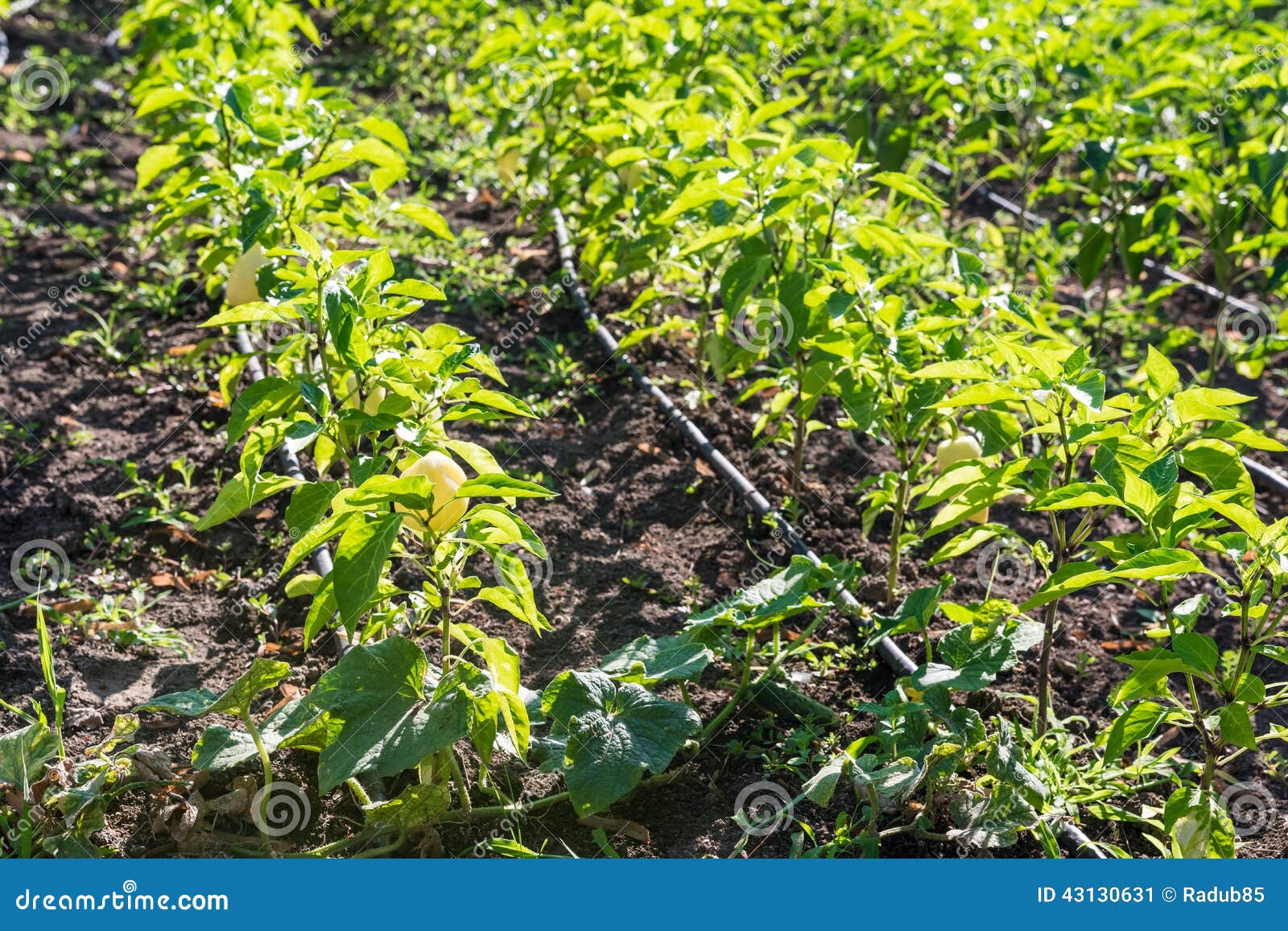 Sweet Pepper Crop stock image. Image of greenhouse, fresh - 43130631