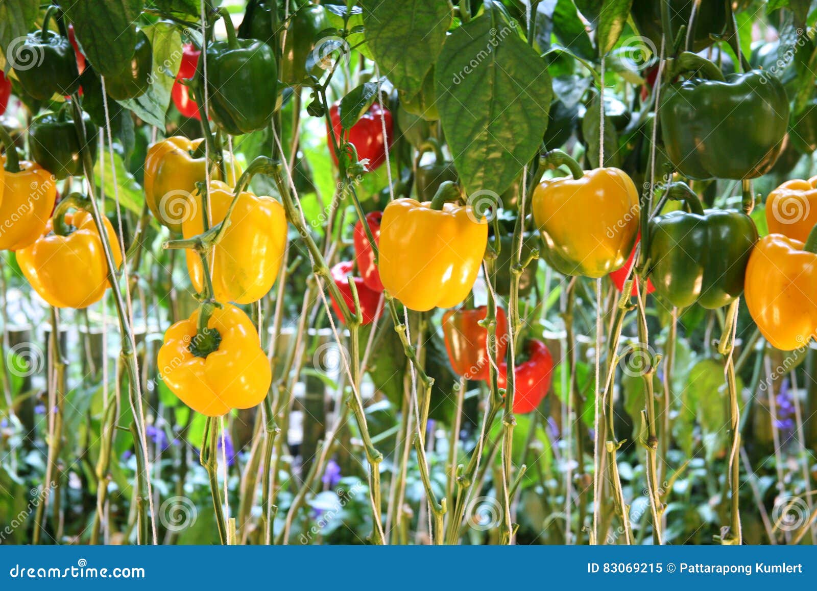 Sweet pepper organic stock image. Image of peppers, healthy - 83069215