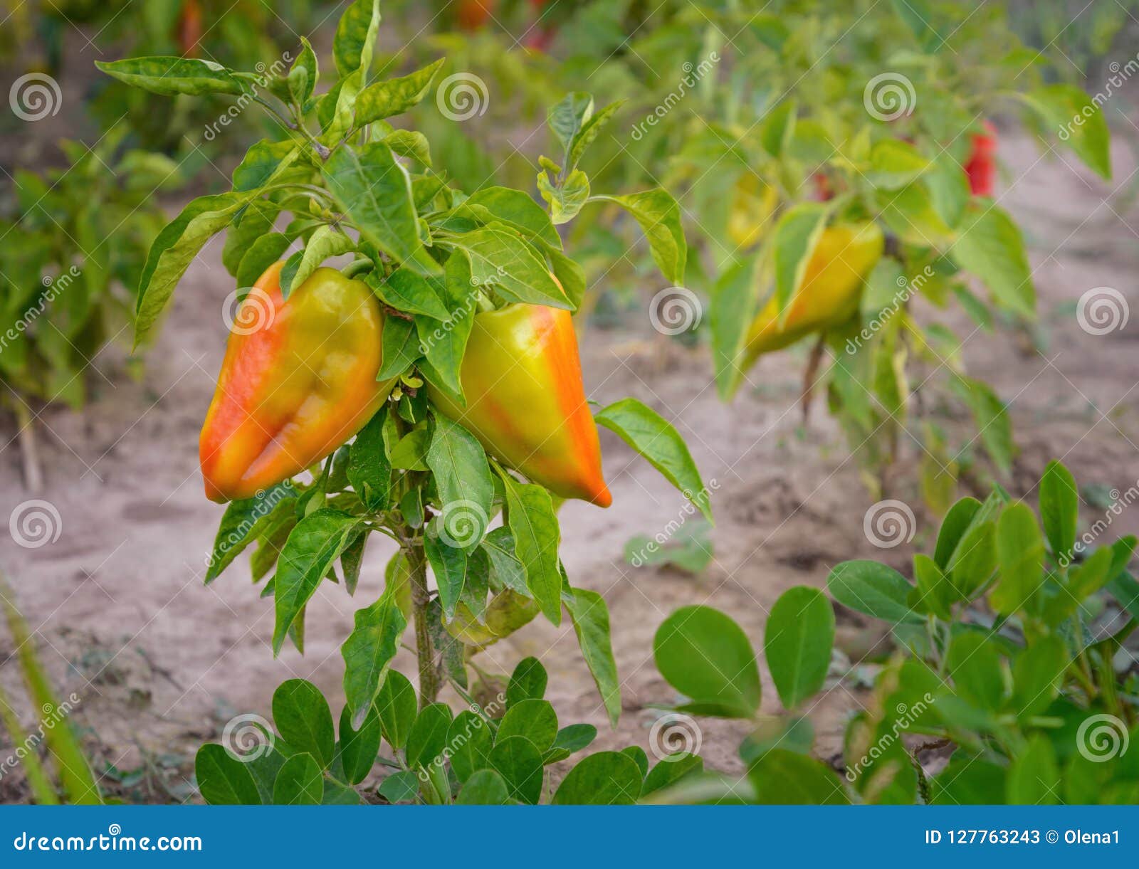 Sweet Pepper in Vegetable Garden Stock Image - Image of cultivar ...