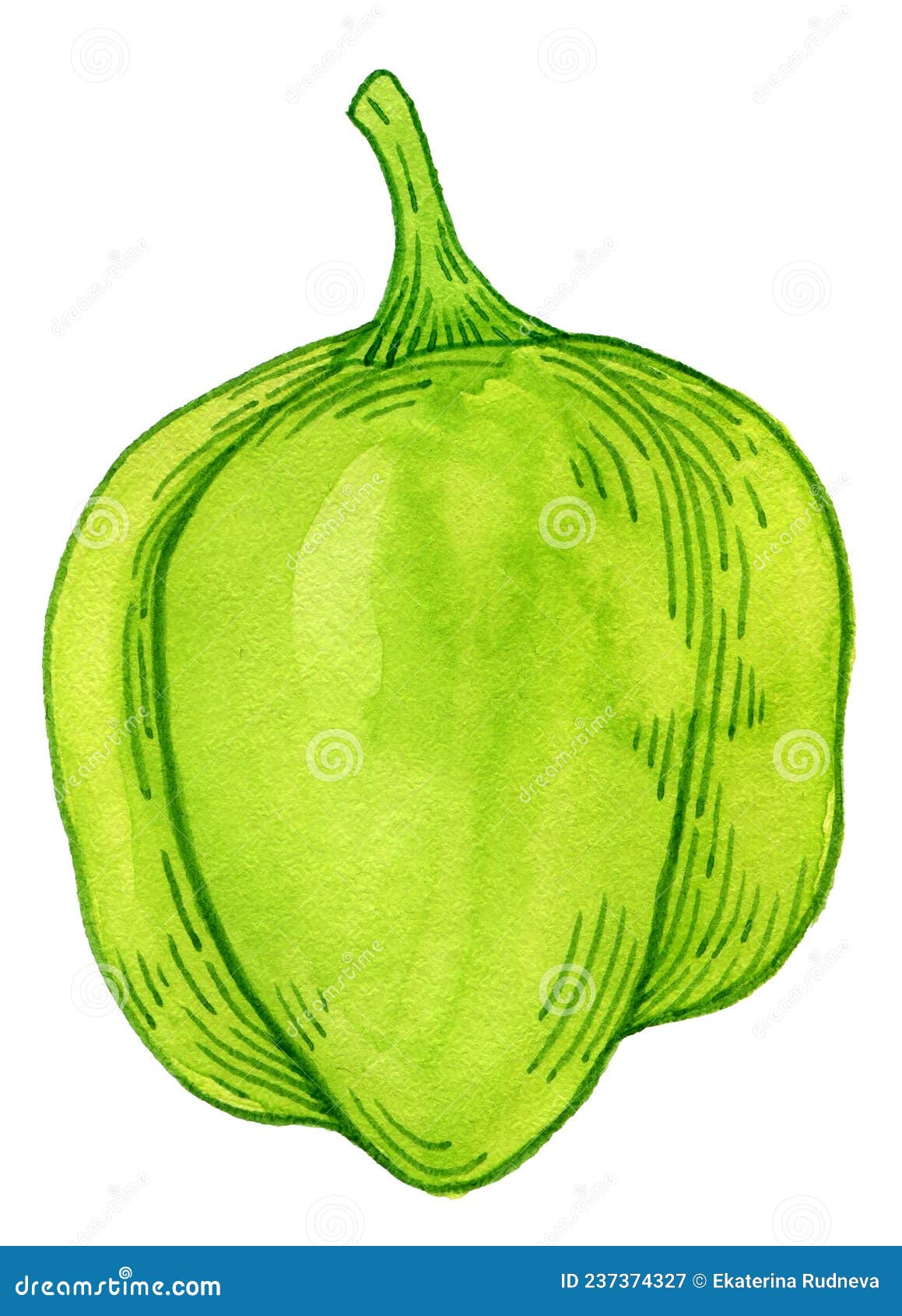 Sweet Pepper Watercolor Bell Pepper Green Healthy Organic Nutrition