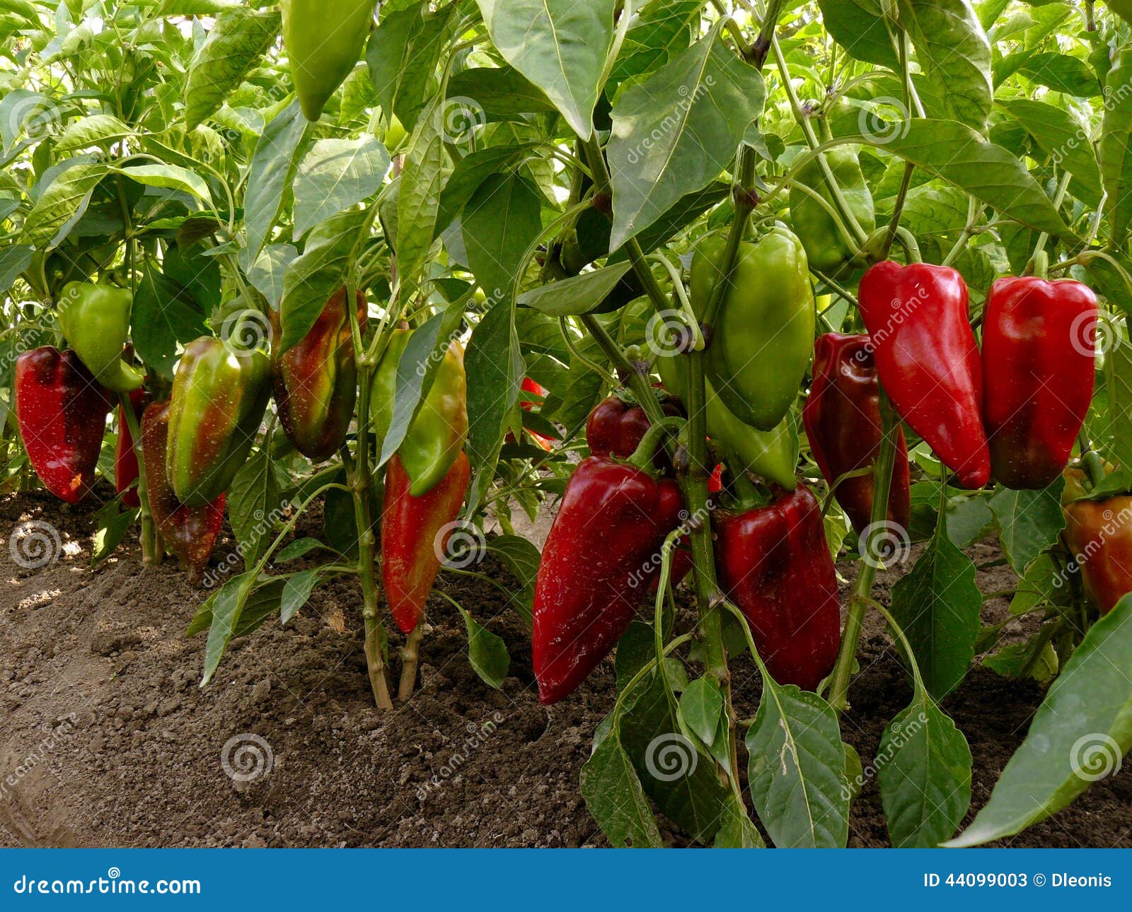 Sweet peppers bed stock image. Image of farm, growth - 44099003