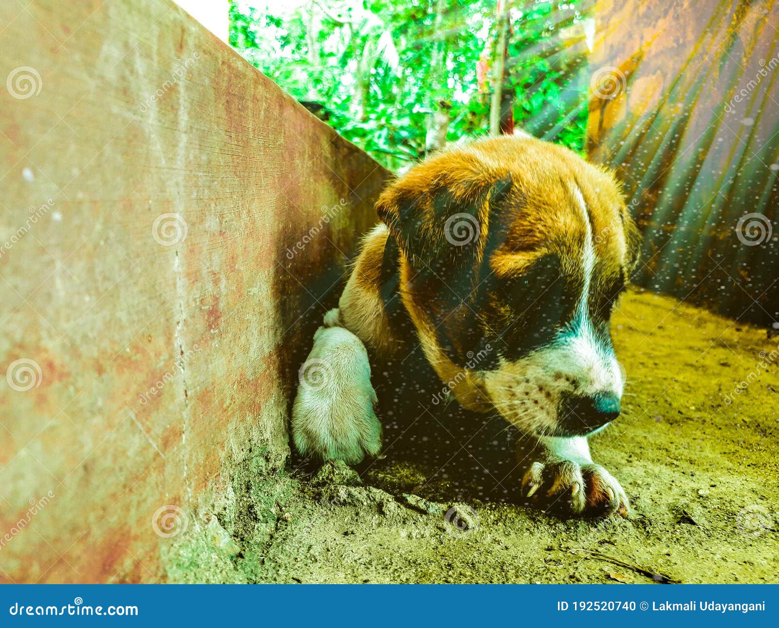 Sweet Pet stock photo. Image of cute, male, playful - 192520740