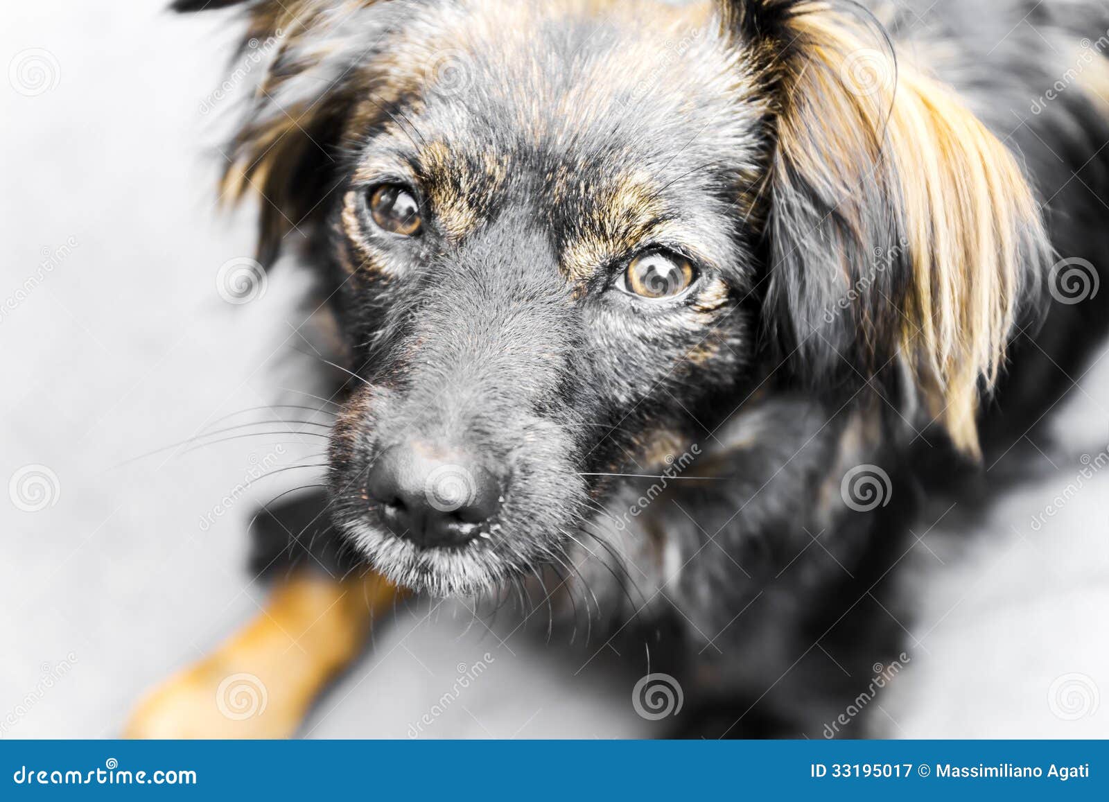 Sweet pet dog stock image. Image of breed, animal, studio - 33195017