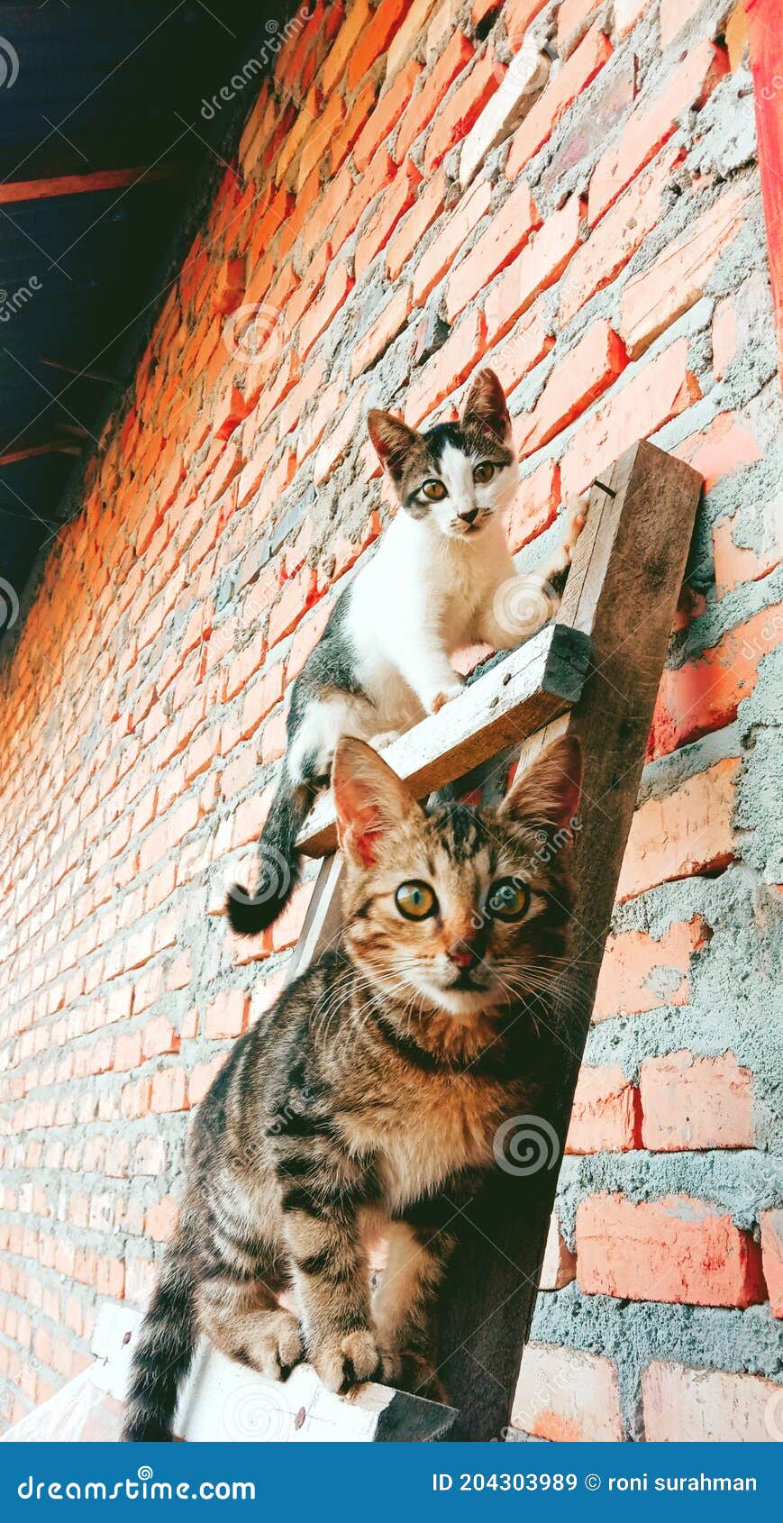 Sweet Pet Kitty Cat Hello Human Hello World Stock Image - Image of ...