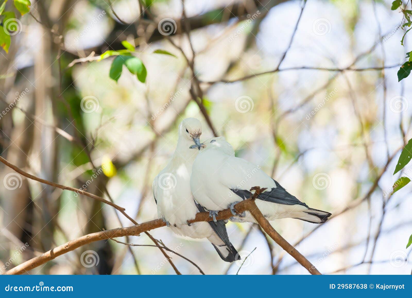 Sweet Pied Imperial Pigeon Bird Stock Photo - Image of bicolor, beak ...