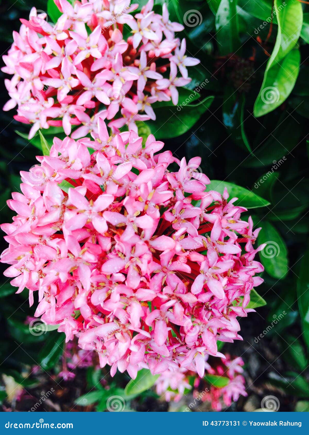 Sweet ping flower stock image. Image of ping, flowering - 43773131