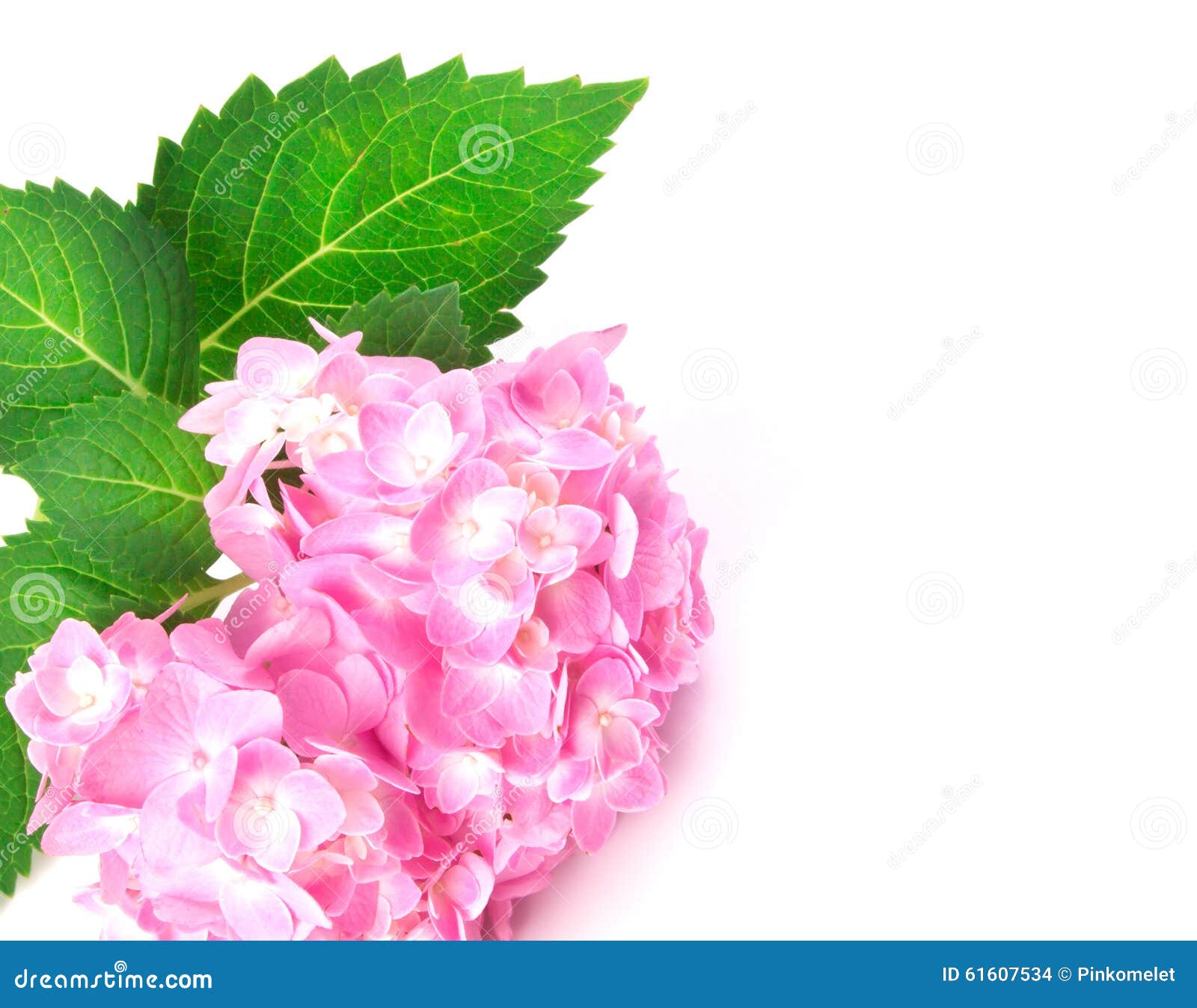 Hydrangea Flower Border