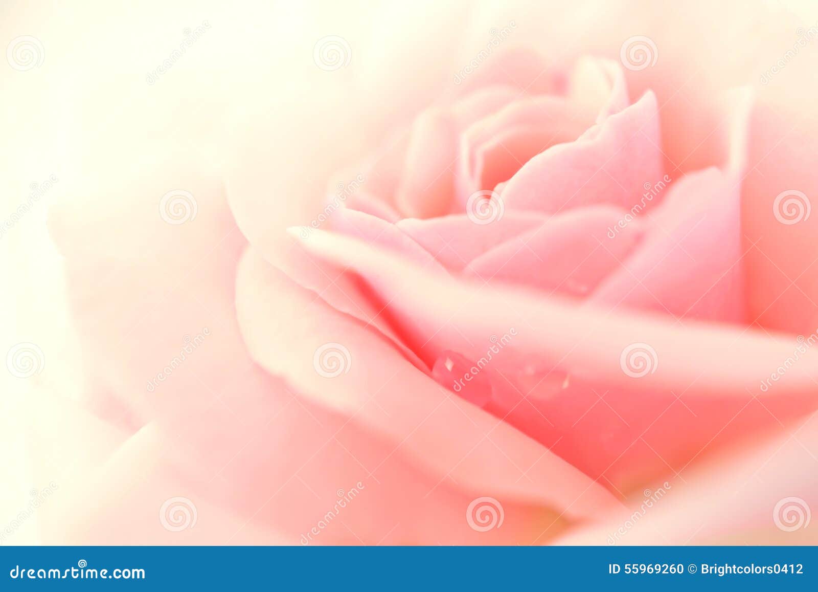 Sweet Pink Rose in Soft Color and Blur Style Stock Photo - Image of ...