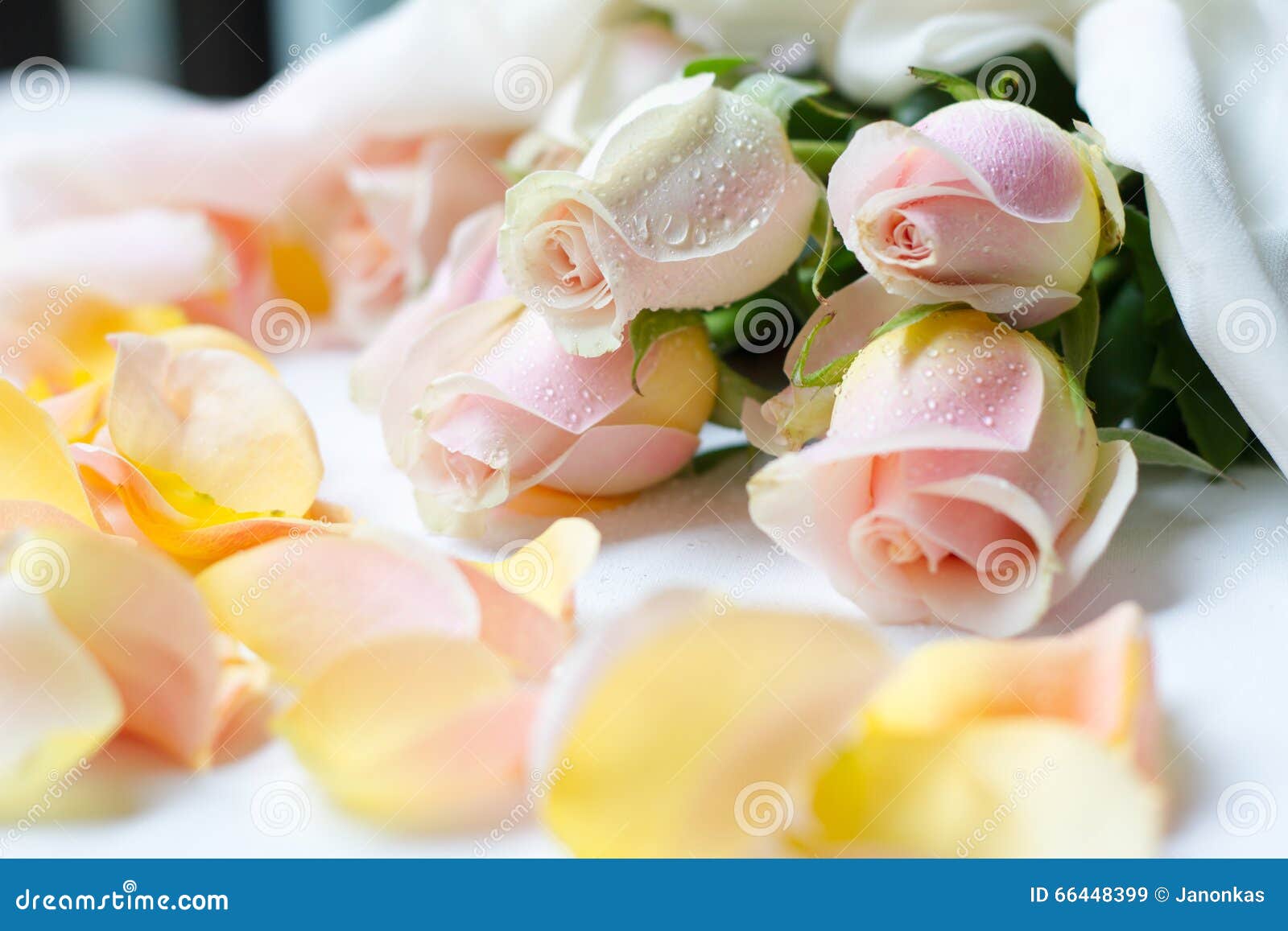 Sweet Pink Rose Soft on White Fabric Stock Image - Image of beautiful ...