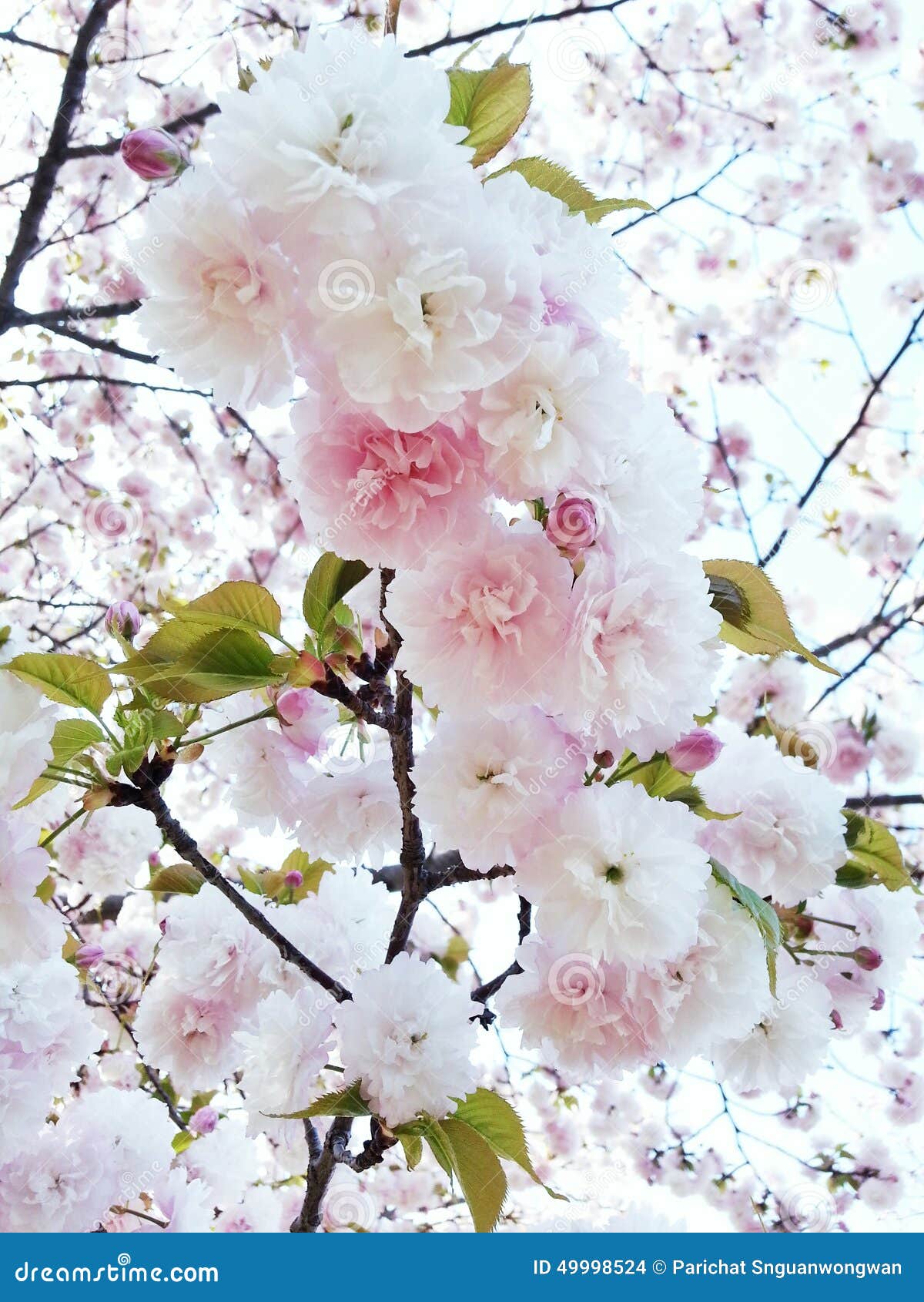 Sweet Sakura Mochi Donuts Wrapped In Leaves Royalty-Free Stock ...