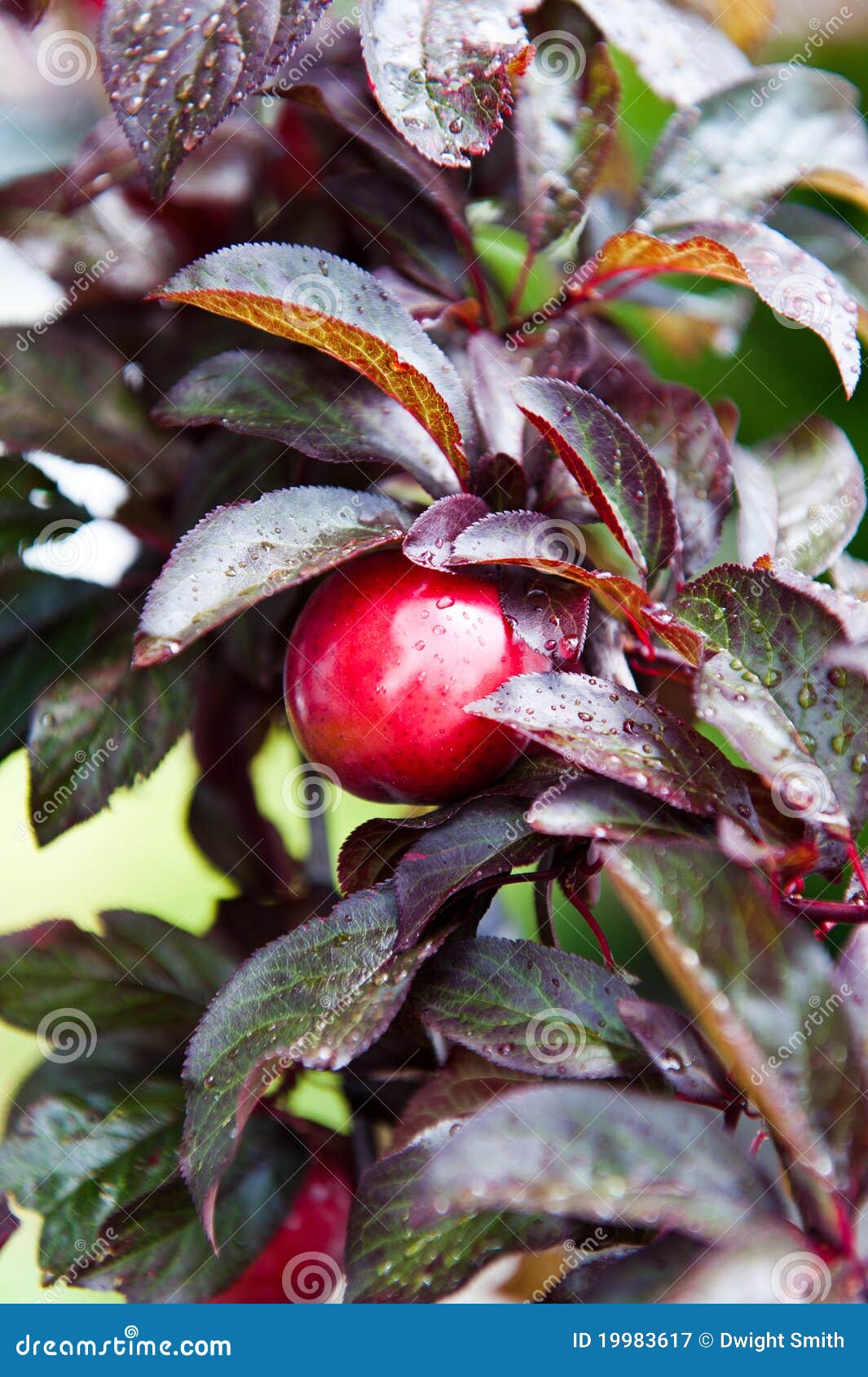Sweet Plum stock image. Image of outdoor, mature, organic - 19983617