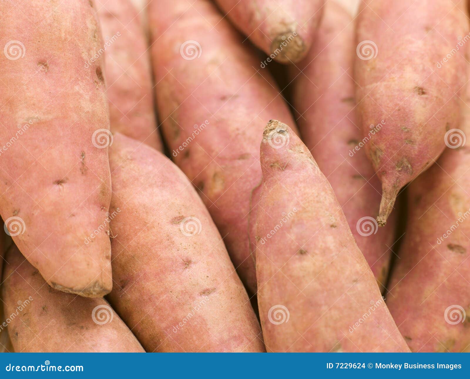Sweet Potato stock photo. Image of food, fruit, high, eating - 7229624