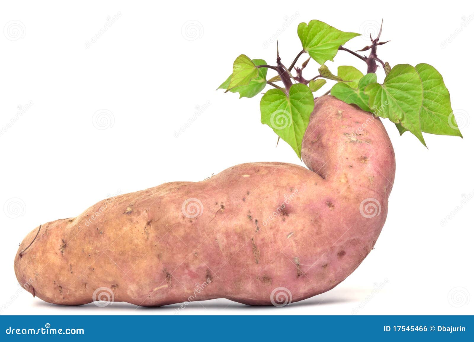 The sweet potato - batat stock photo. Image of isolated - 17545466
