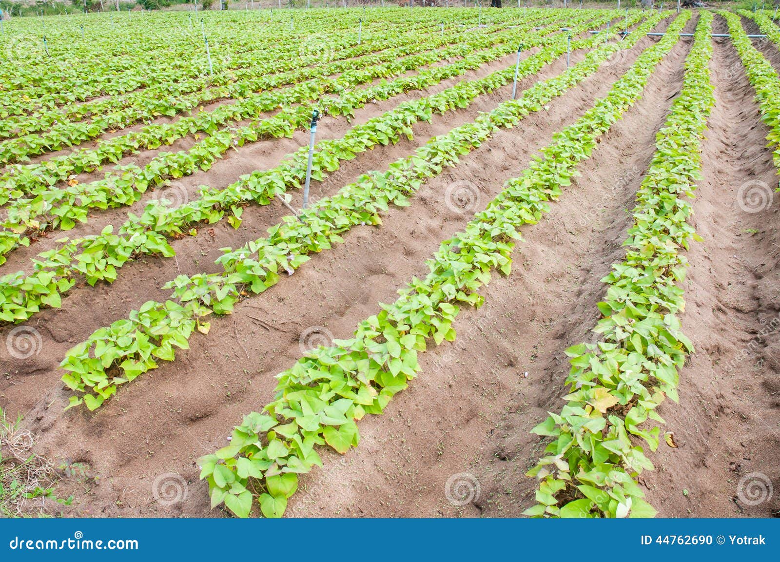 Potato Crop Fields In Bluewater Kalam Swat Valley Paksitan Royalty-Free ...