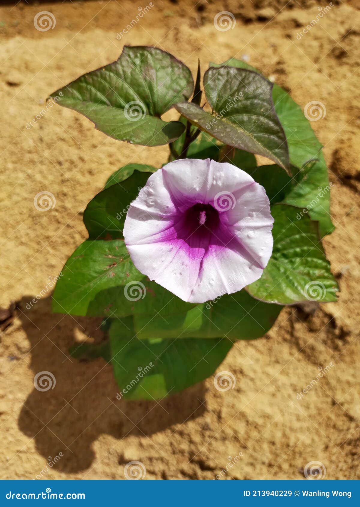 Sweet potato flower stock image. Image of green, petal - 213940229