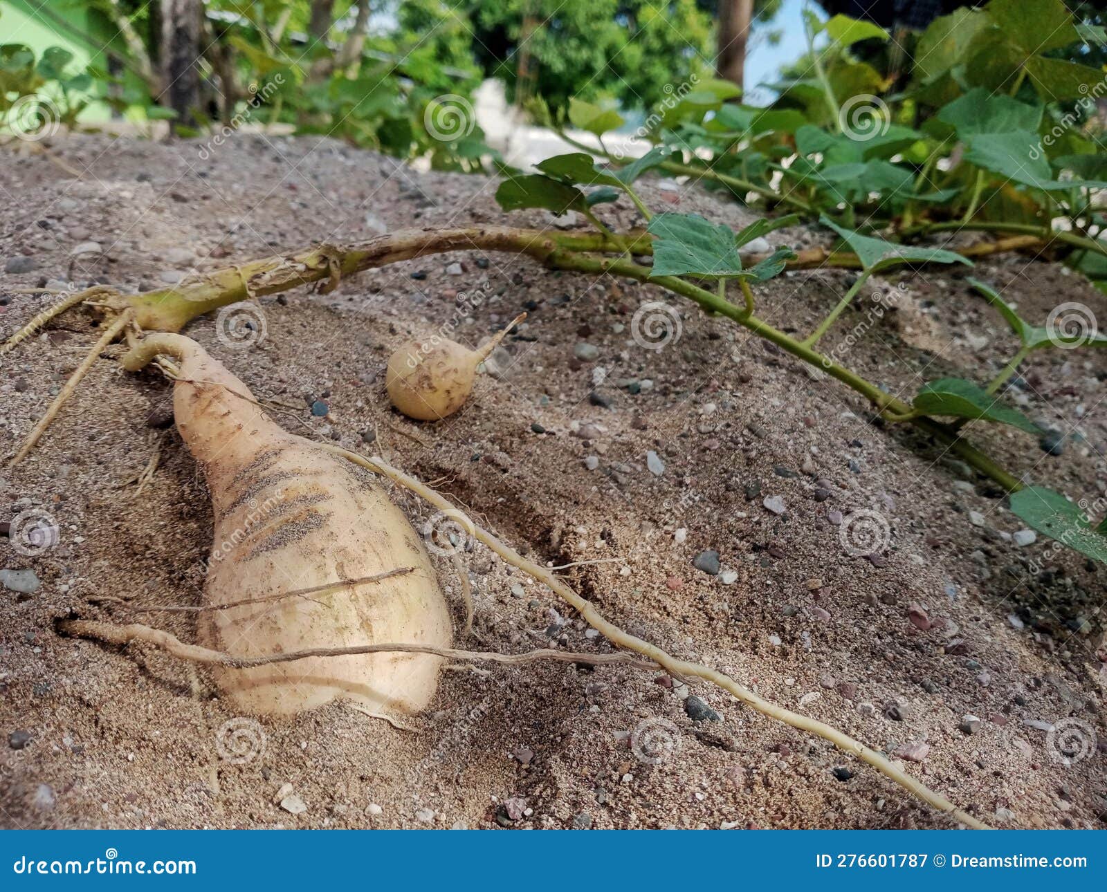 Sweet potato stock image. Image of nature, sweet, potato - 276601787
