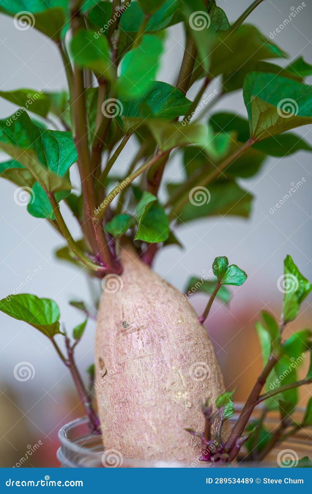 A Sweet Potato Grown Hydroponic Plant Pot Stock Image - Image of ...