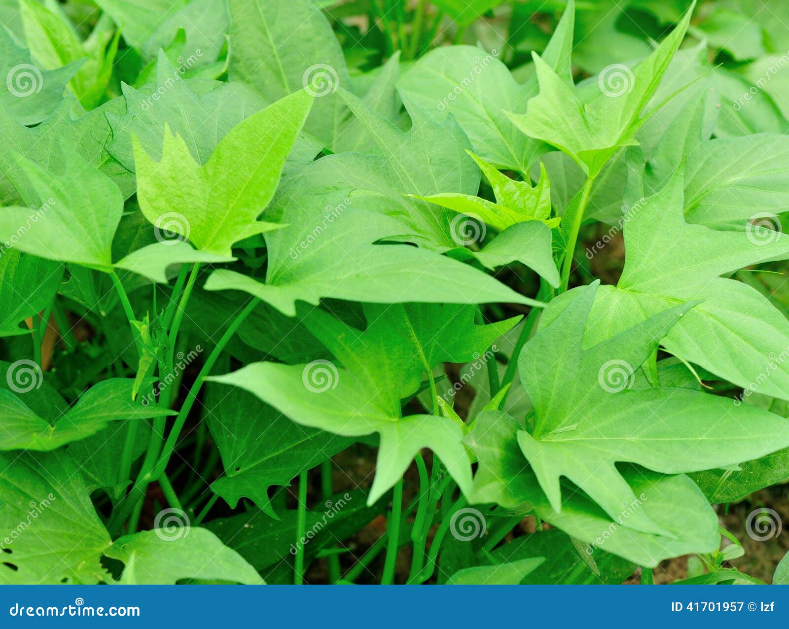Sweet potato leaf stock image. Image of crop, morning - 41701957
