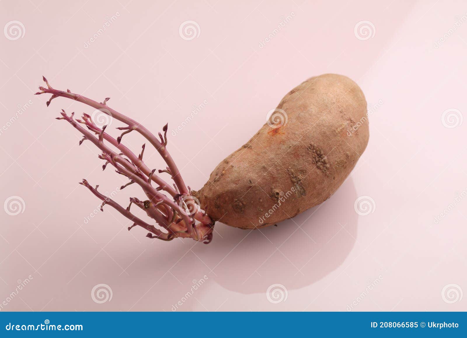 Sweet Potato with Pink Sprouts Stock Image - Image of growth, food ...