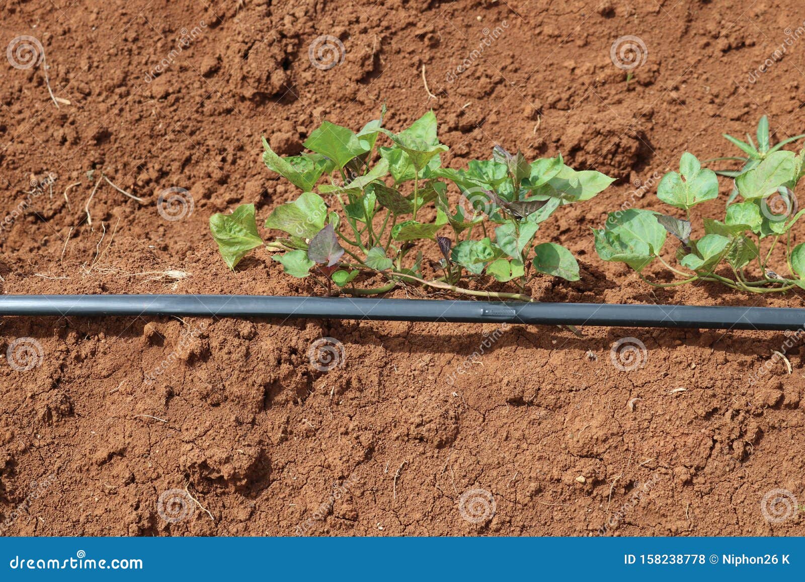 Sweet potato planting stock photo. Image of sweet, tropical - 158238778