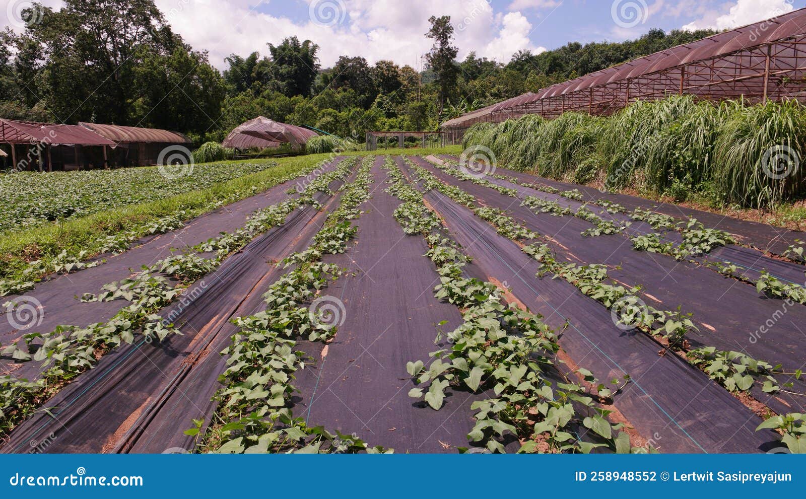 Sweet Potato on Production Field Stock Photo - Image of potato ...