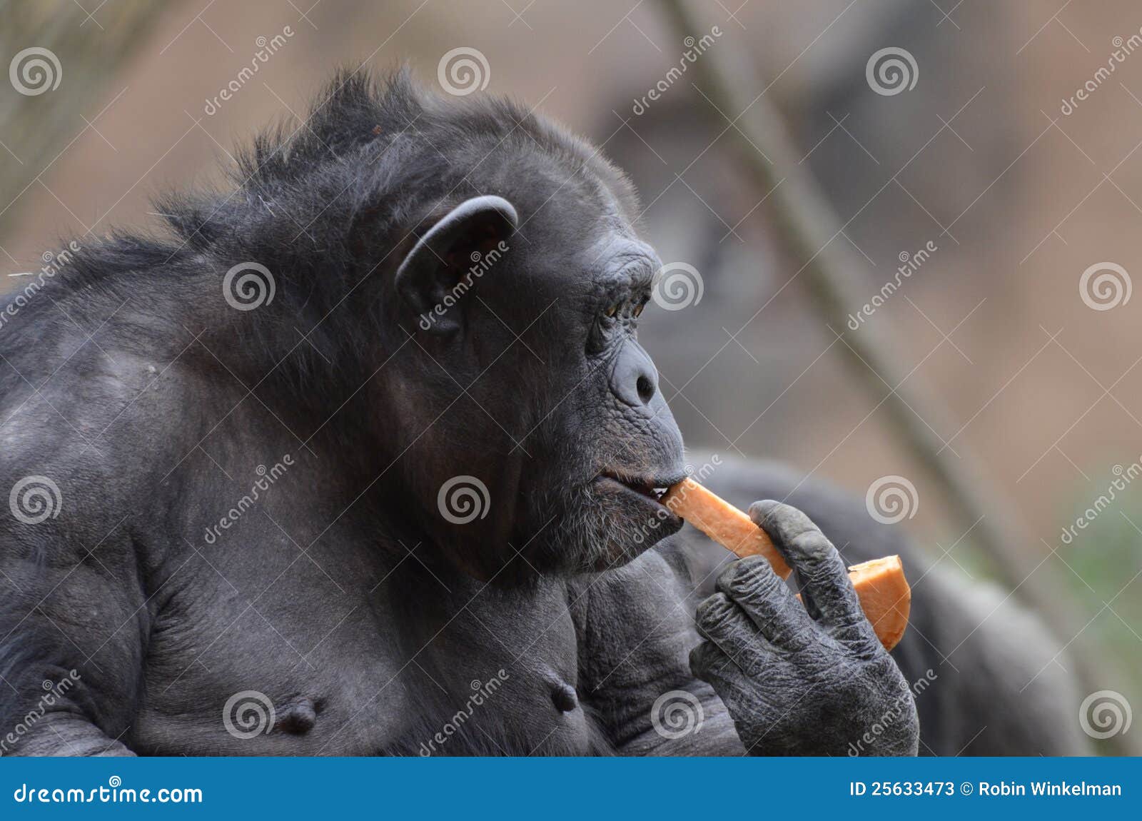 Sweet potato snack stock image. Image of monkey, snacking - 25633473