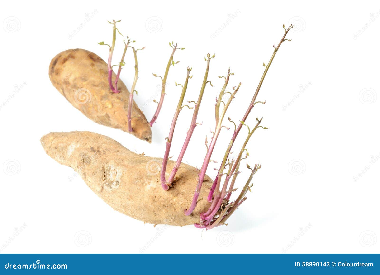 Sweet potato sprout stock image. Image of root, germinating - 58890143