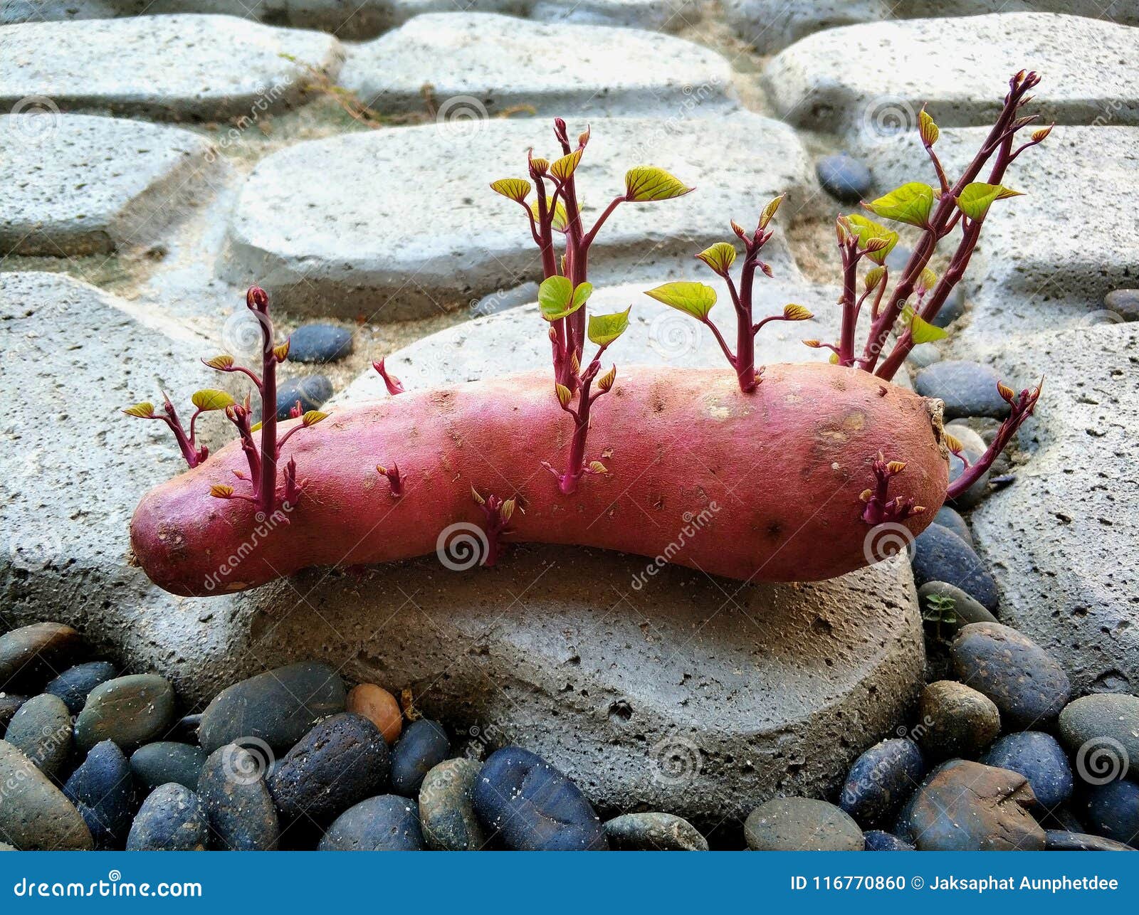 Sweet Potato Tree Stone Natural Stock Photo - Image of potato, tree ...