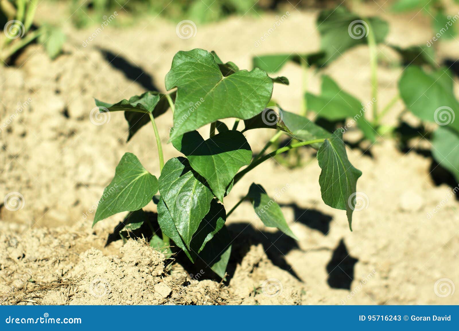 Sweet Potato Young Single Plant Stock Image - Image of green, farming ...