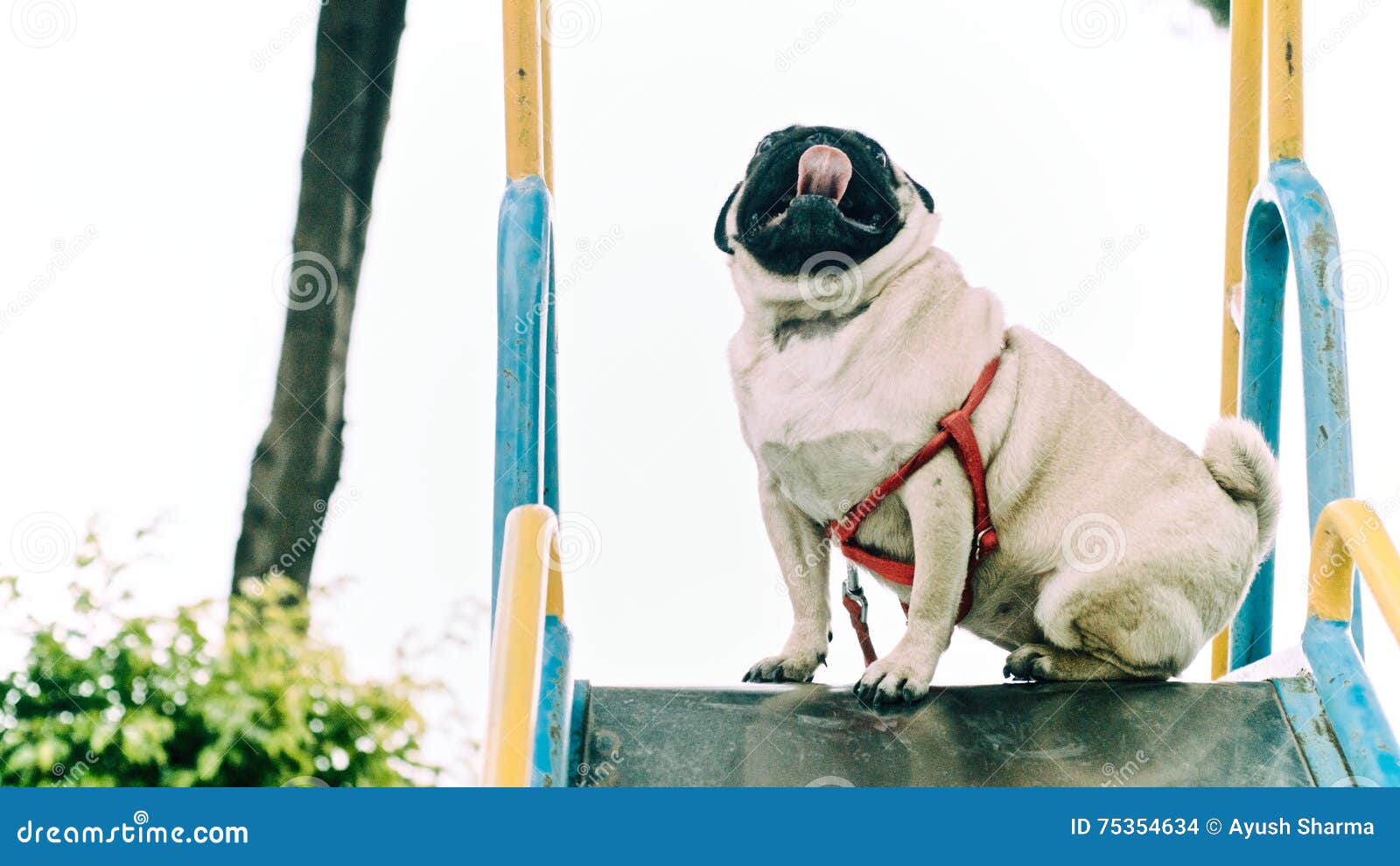 A Sweet Pug Playing on the Slide Stock Photo - Image of innocent ...