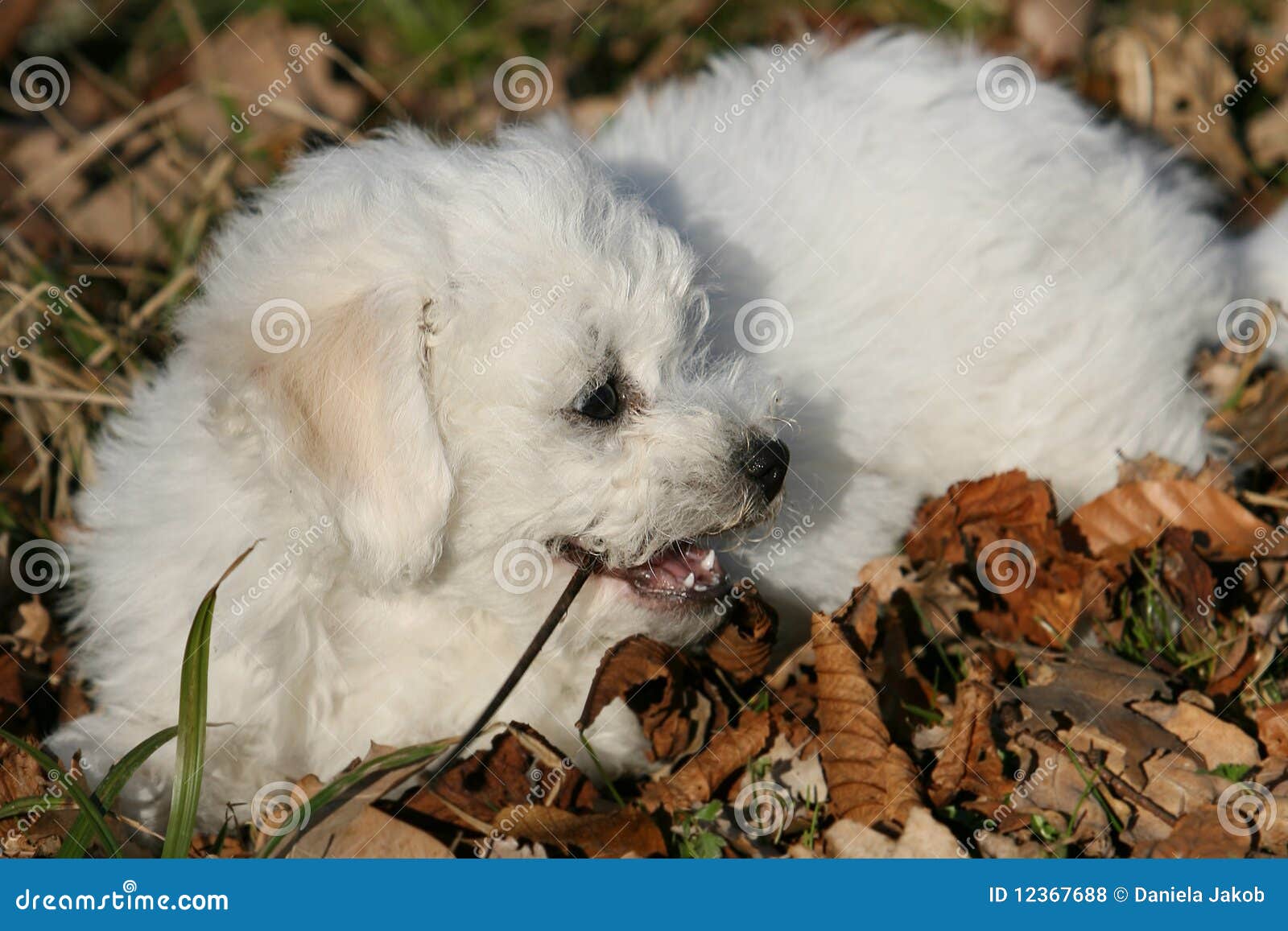 Sweet puppy stock photo. Image of happy, curius, floppy - 12367688