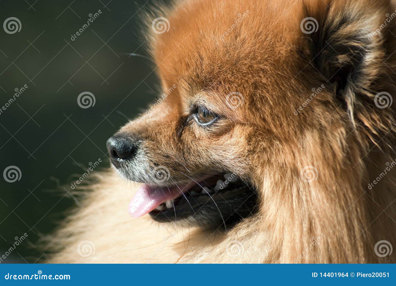 Sweet puppy stock photo. Image of doggy, animal, isolation - 14401964
