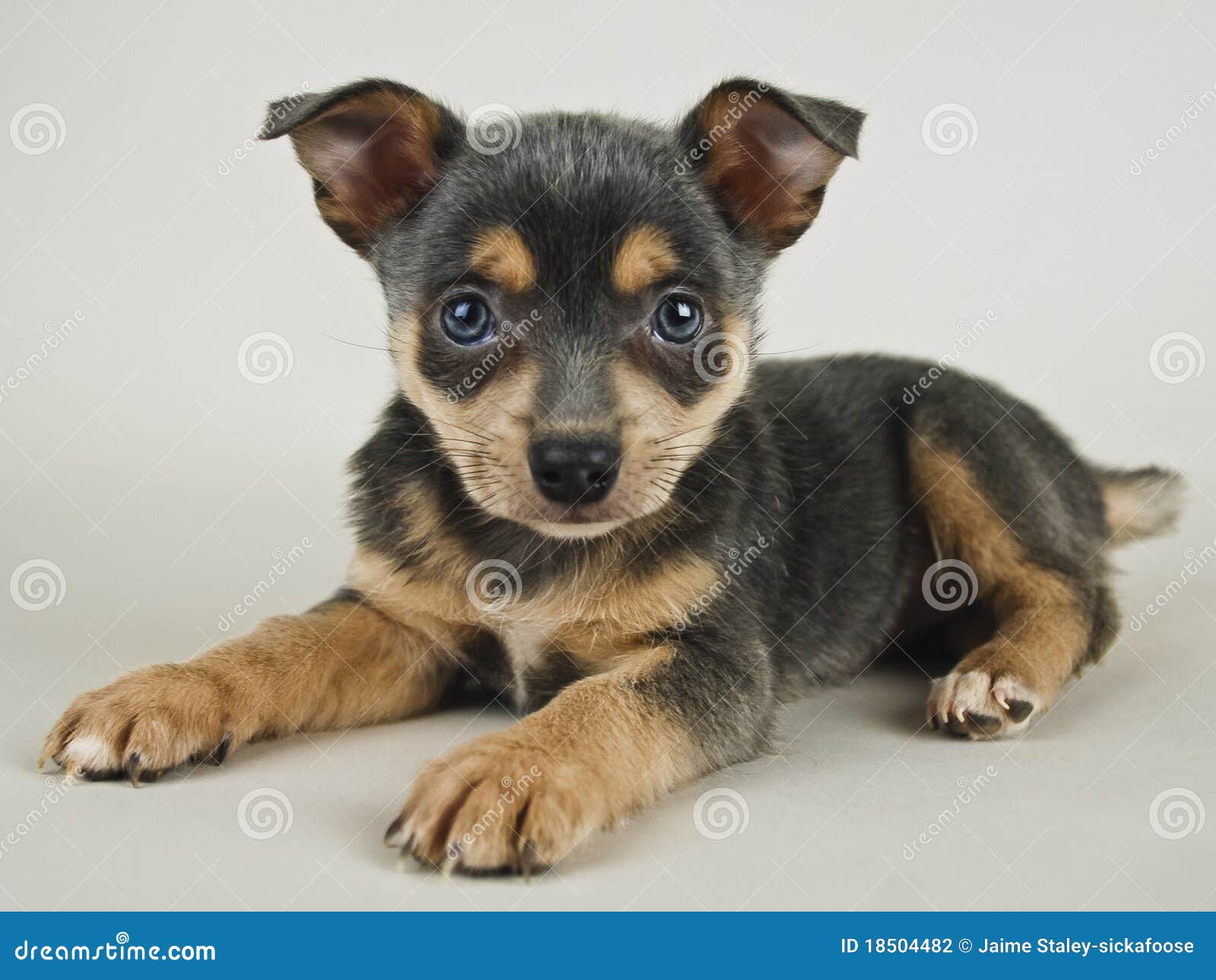 Sweet Puppy stock photo. Image of animal, canine, puppy - 18504482