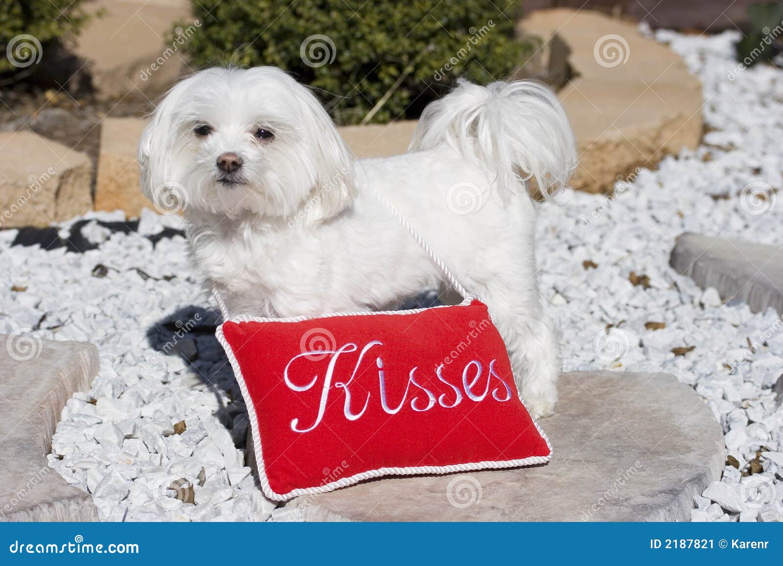 Sweet puppy stock image. Image of puppy, pets, adorable - 2187821