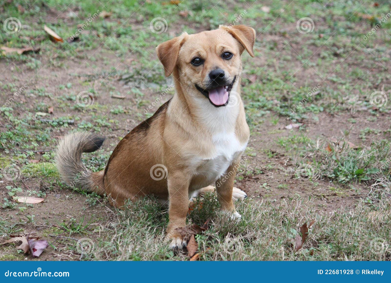 The Sweet Puppy stock photo. Image of lovng, friend, happy - 22681928