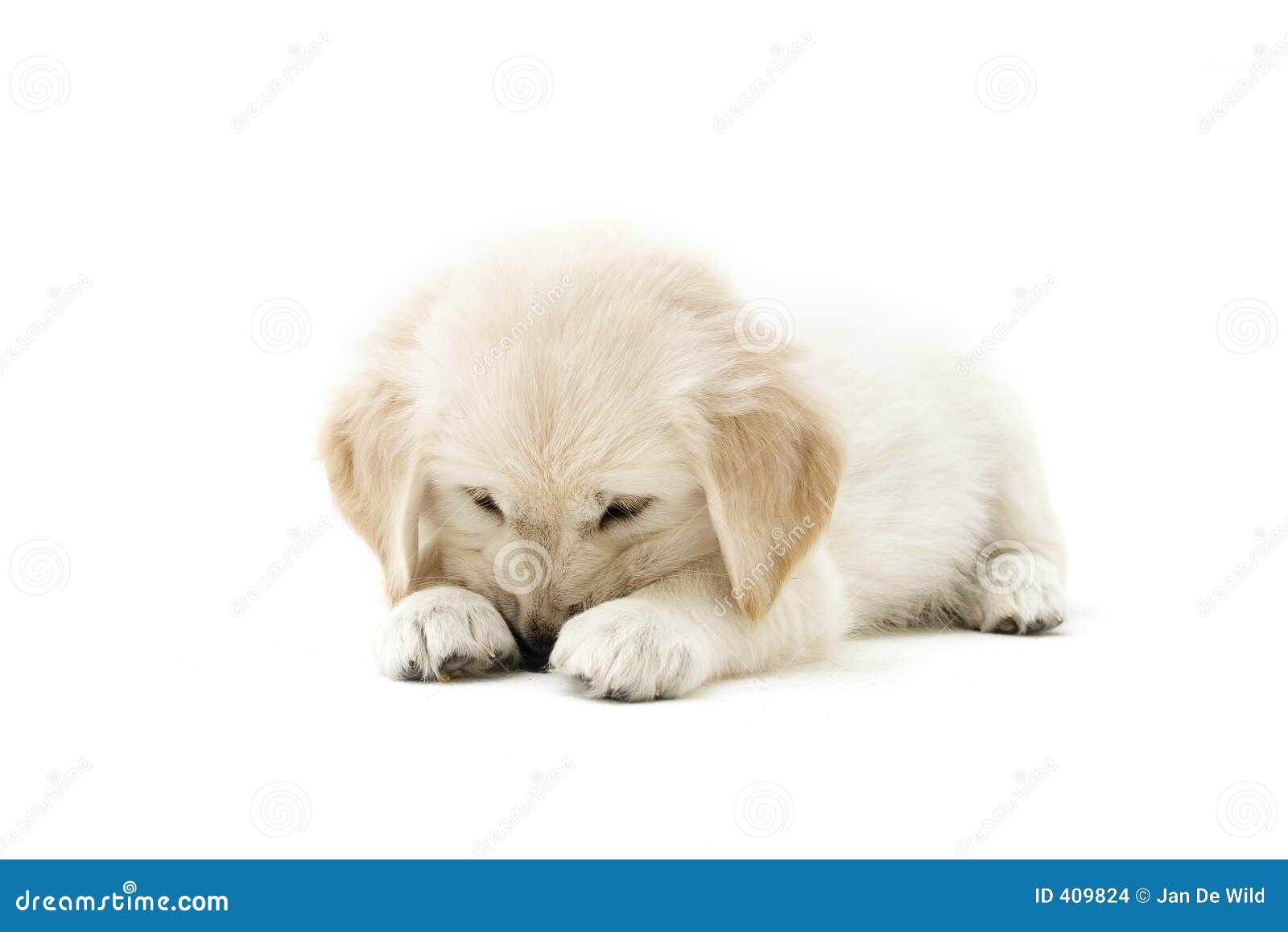 Sweet Puppy stock photo. Image of golden, adorable, sweet - 409824