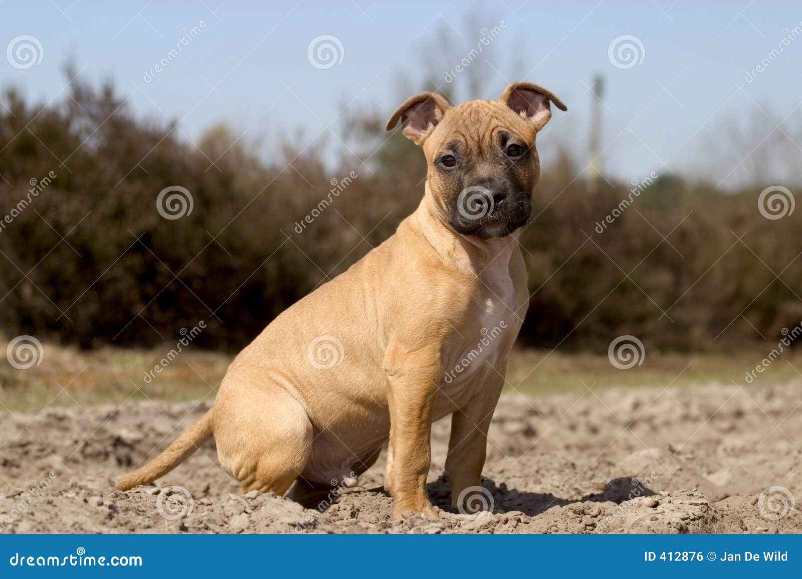 Sweet puppy stock photo. Image of stafford, sand, animals - 412876