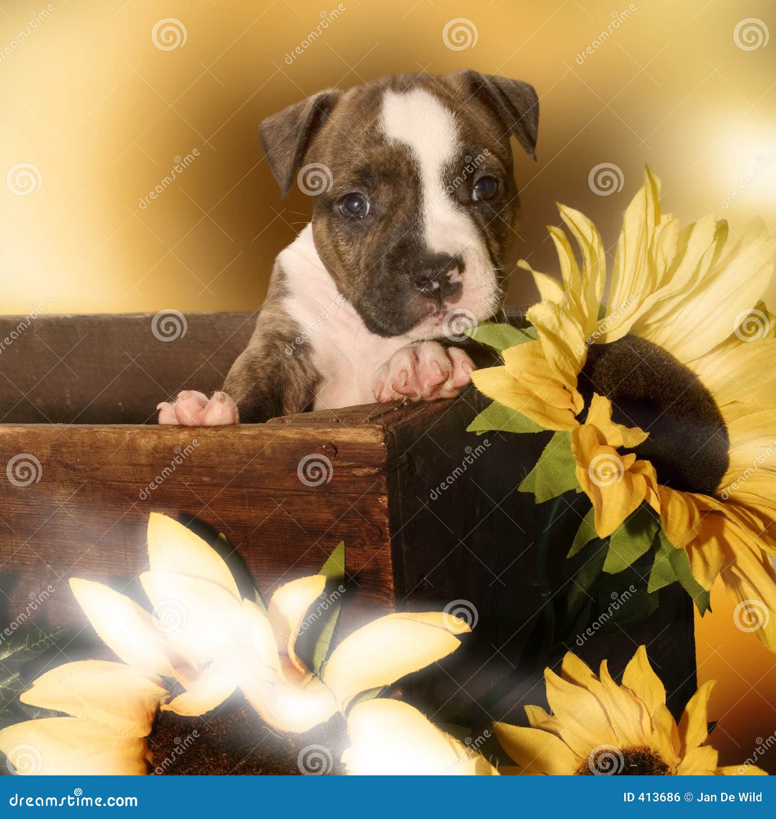 Sweet puppy stock photo. Image of cute, terrier, sweet - 413686