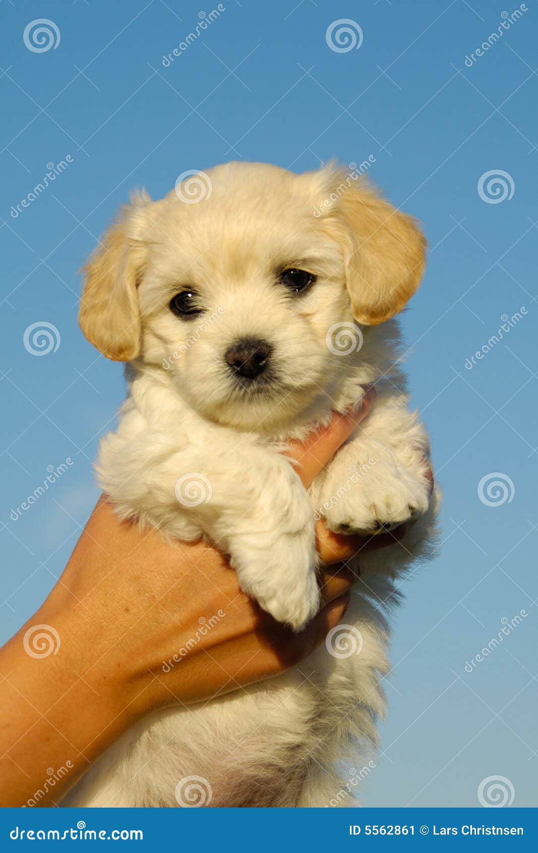 Sweet puppy stock image. Image of domestic, companion - 5562861
