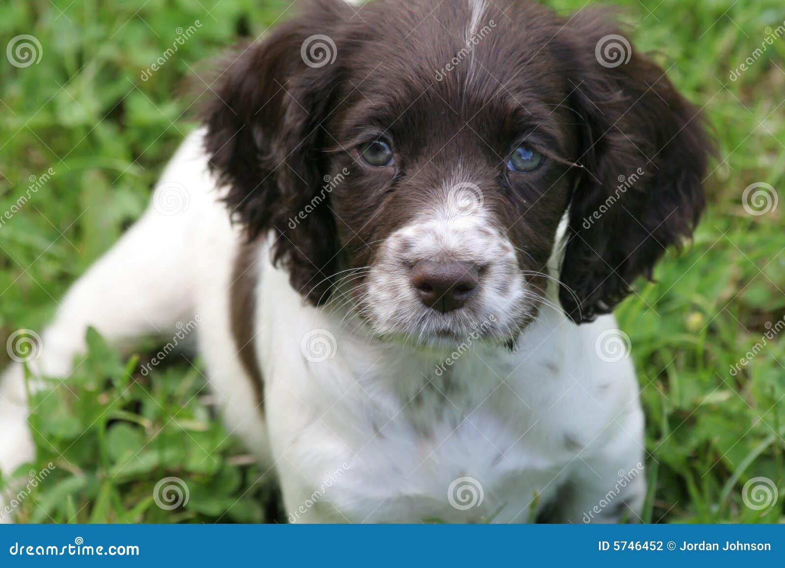 Sweet Puppy stock photo. Image of eyes, furball, cuddly - 5746452