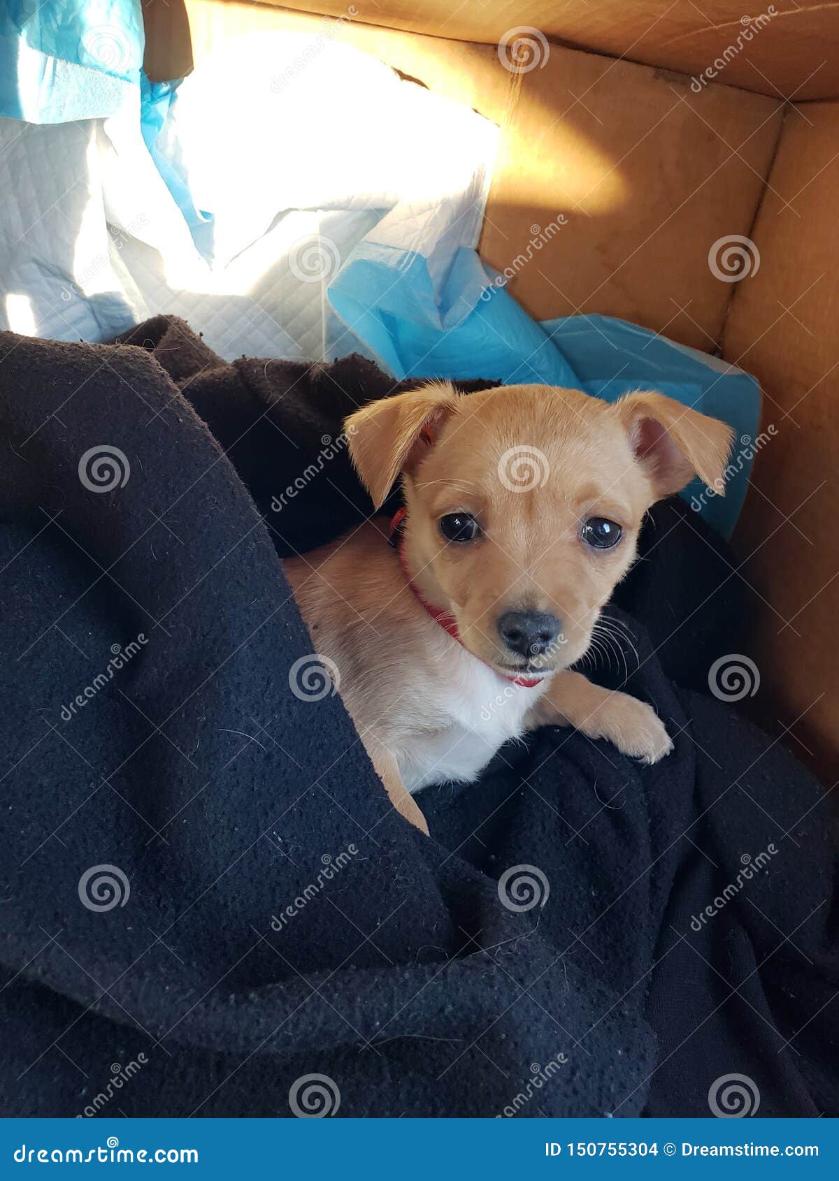 Sweet Puppy Face stock photo. Image of face, sweet, puppy - 150755304