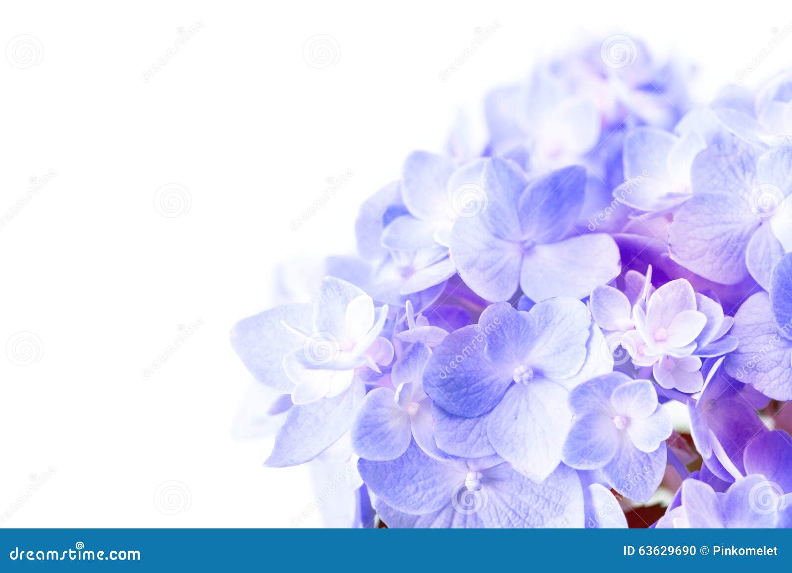 Sweet Purple Blue Hydrangea Flowers on a White Background , Sel Stock ...