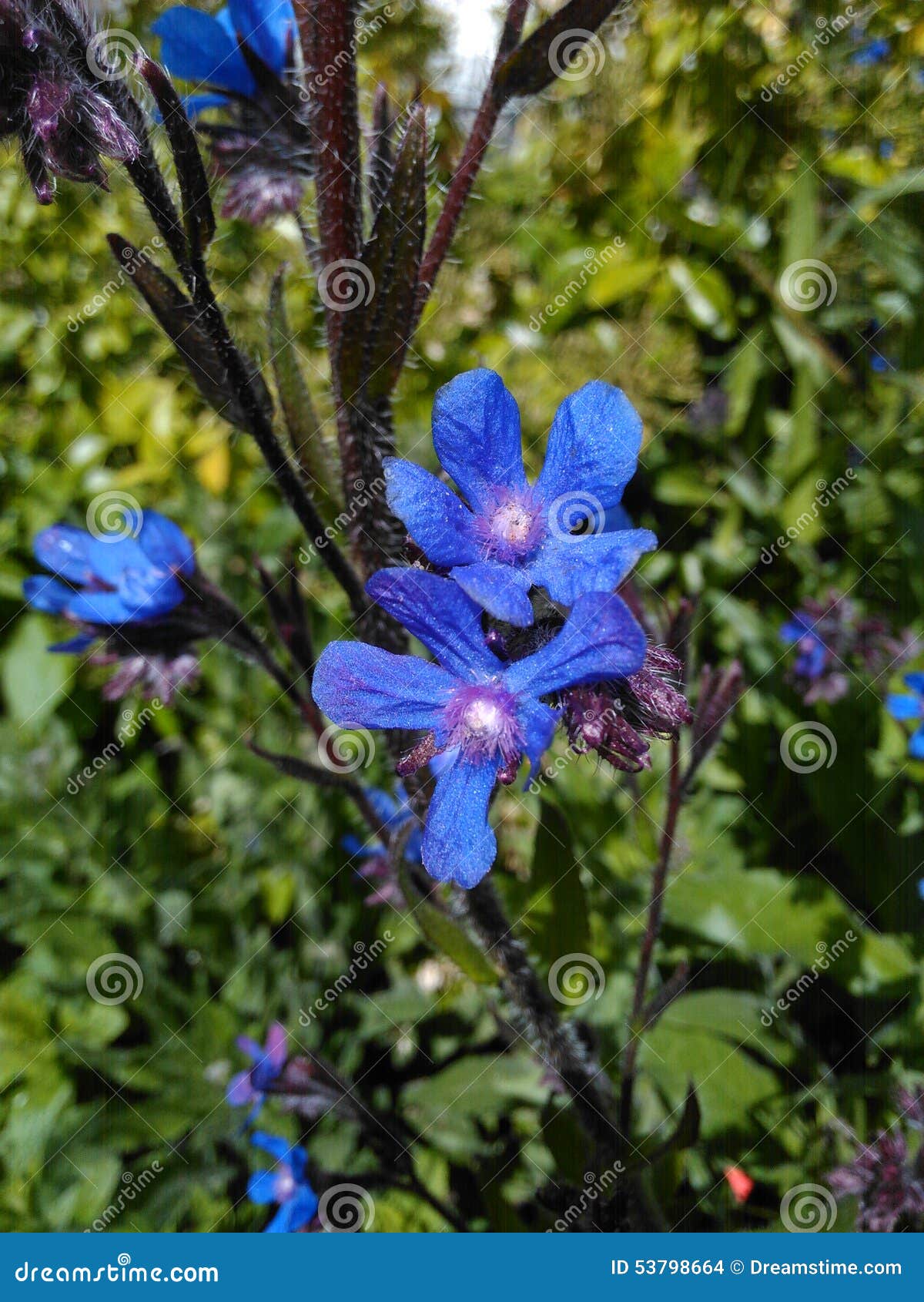 Sweet Purple Blue Little Things Stock Photo - Image of blue, little ...