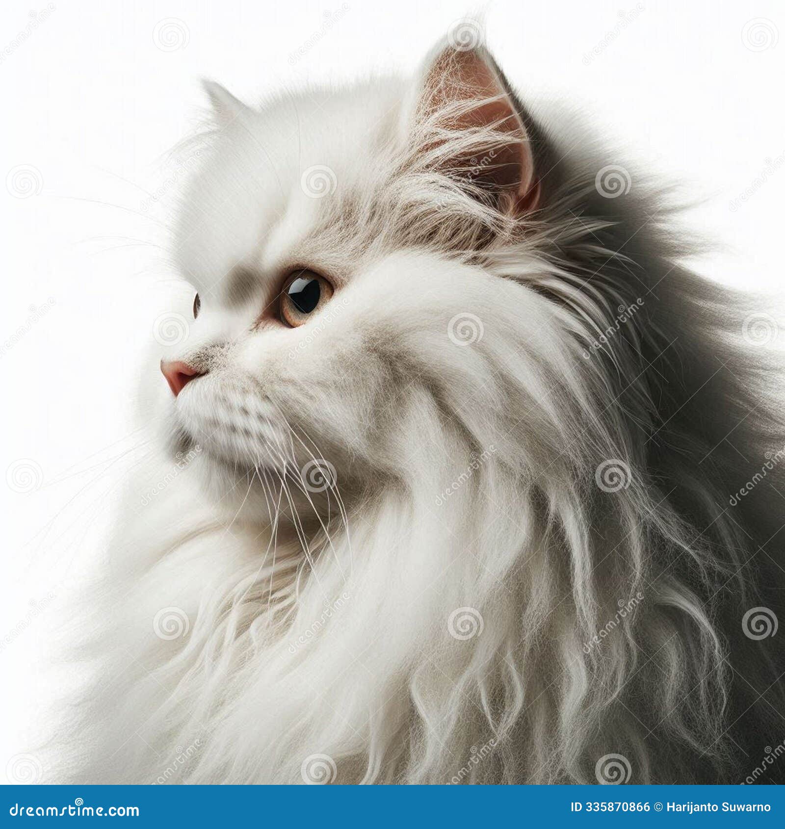 Turkish Angora Cat In Sunbeam Royalty-Free Stock Photography ...