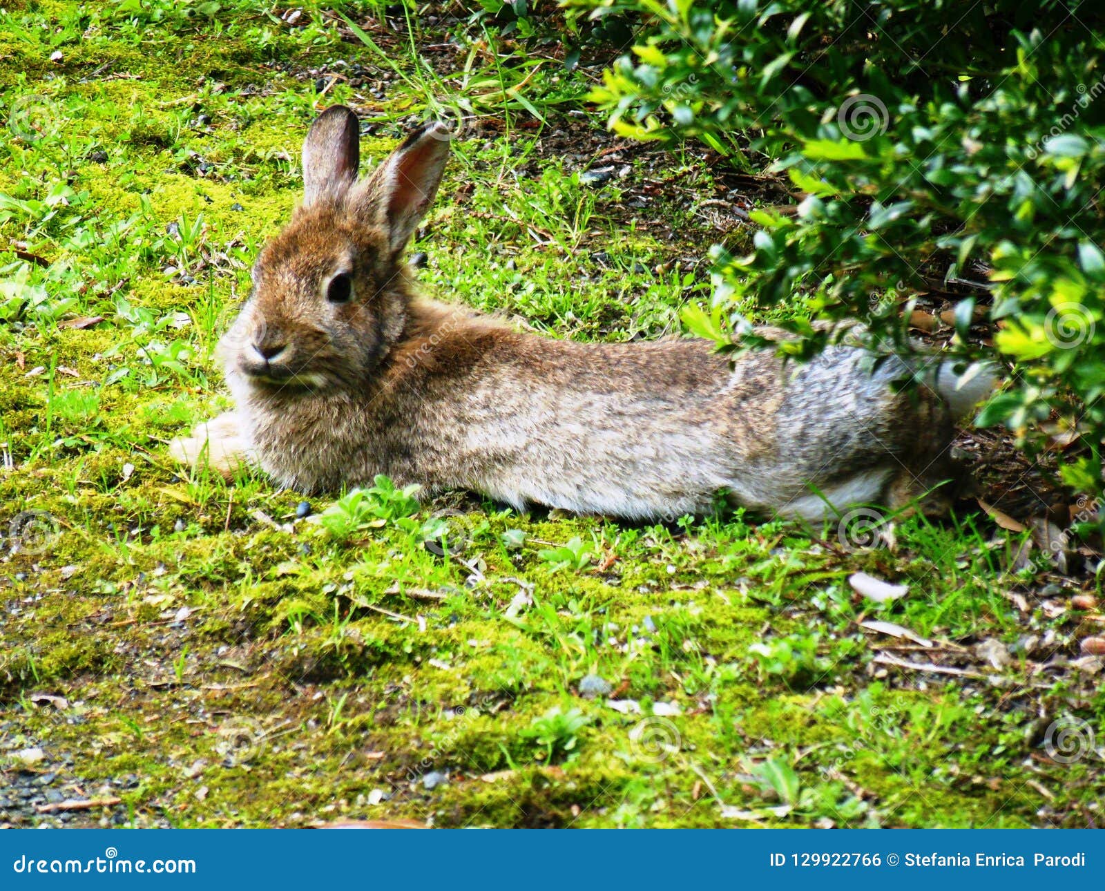 Sweet rabbit stock photo. Image of rabbit, shoot, nature - 129922766