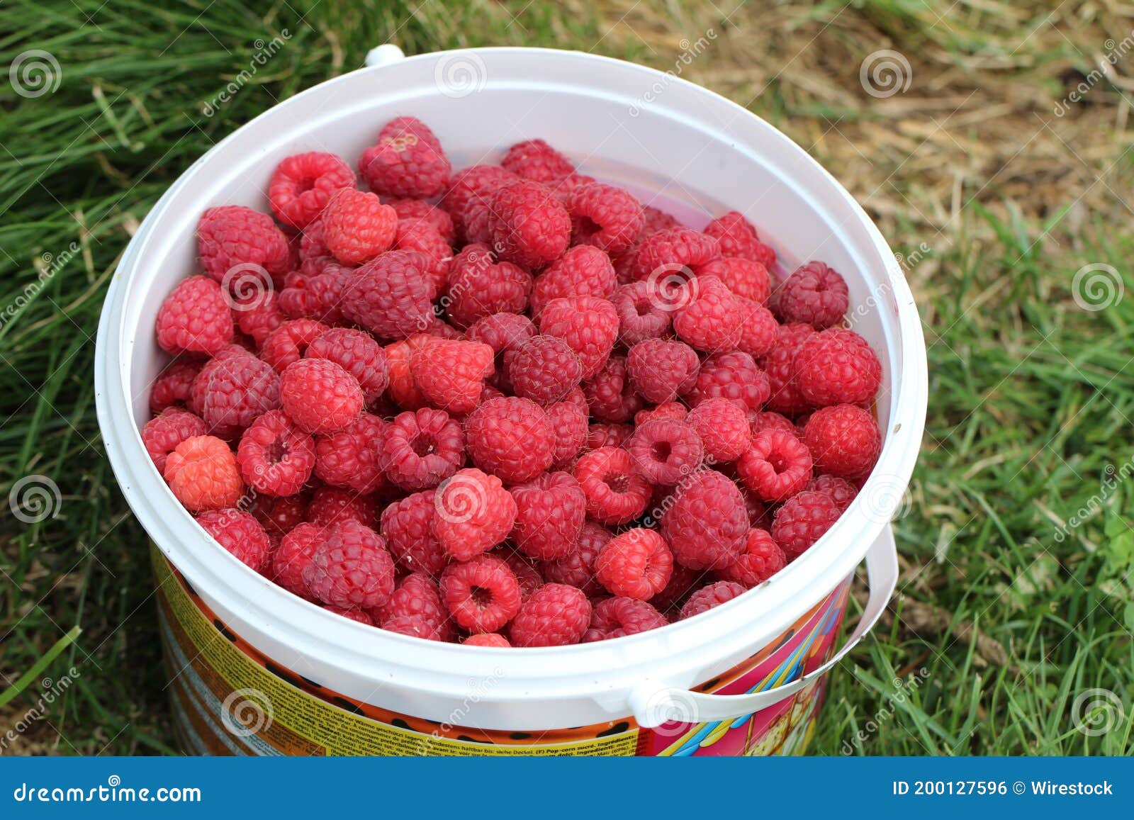 Sweet Raspberries in the Plastic Container Stock Photo - Image of ...