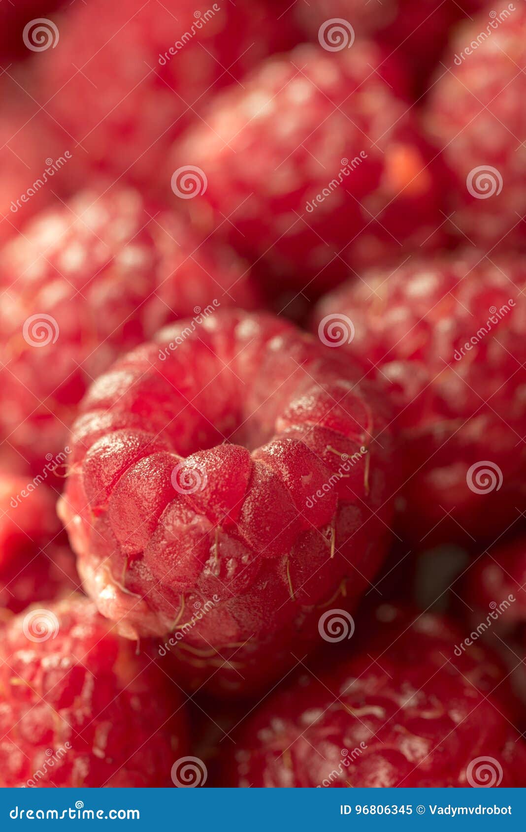 Sweet raspberry. Macro stock image. Image of leaf, branch - 96806345