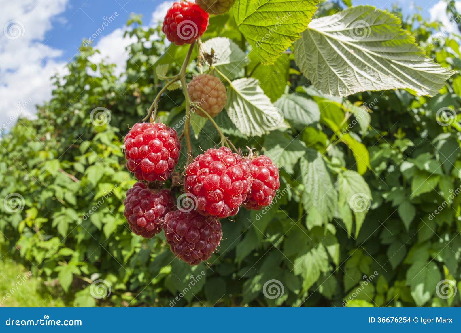 Sweet raspberry stock photo. Image of raspberry, group - 36676254
